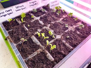 An Inauspicious Beginning - Jenny Smith