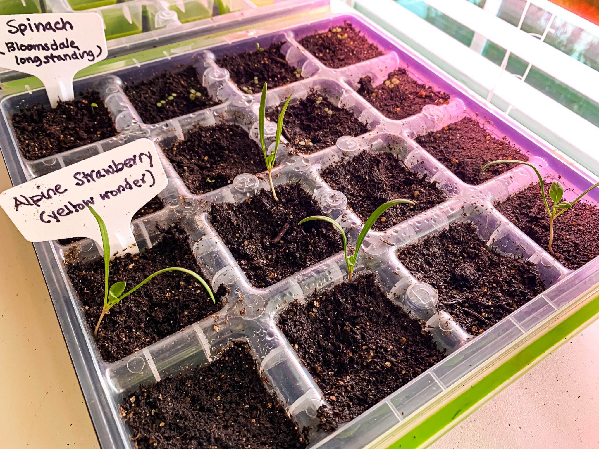 An Inauspicious Beginning - Jenny Smith